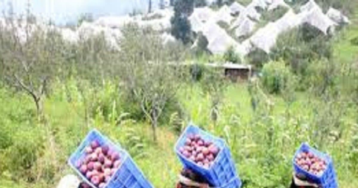 हिमाचल के इस गांव में ‘बरसता है पैसा’, हर परिवार करोड़पति, क्‍या करते ...