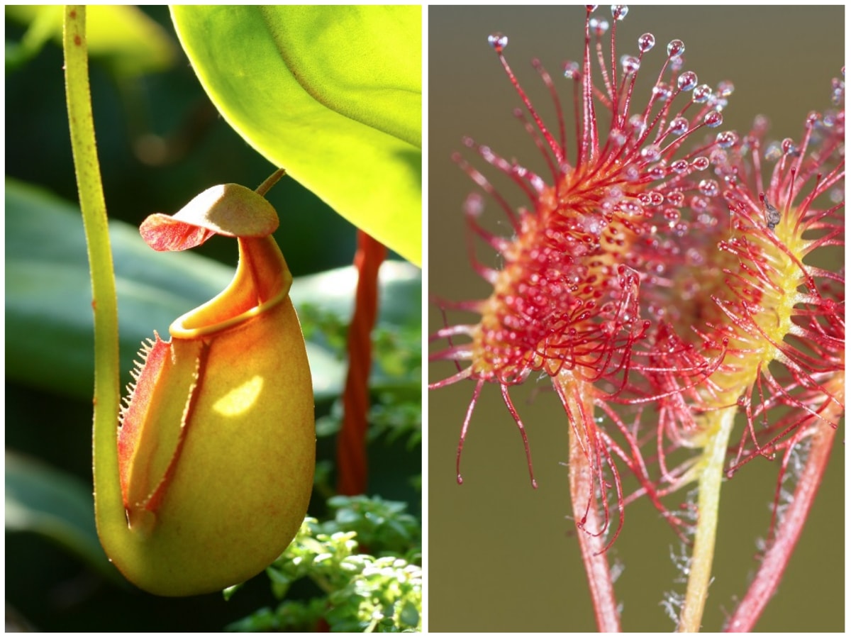नए नरभक्षी पौधे, तुरंत चट कर जाते हैं अपना शिकार, कैसे हुआ इन पौधों का ...
