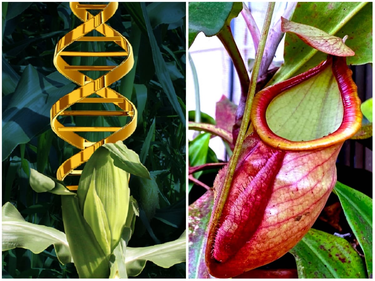 नए नरभक्षी पौधे, तुरंत चट कर जाते हैं अपना शिकार, कैसे हुआ इन पौधों का ...