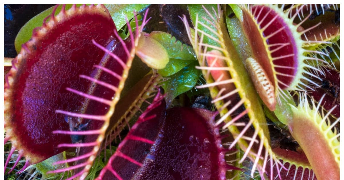 नए नरभक्षी पौधे, तुरंत चट कर जाते हैं अपना शिकार, कैसे हुआ इन पौधों का ...