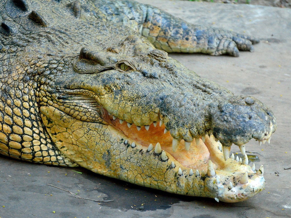 मगरमच्छ के विकास में कैसा असर हुआ था पर्यावरण के कारकों का - crocodile ...