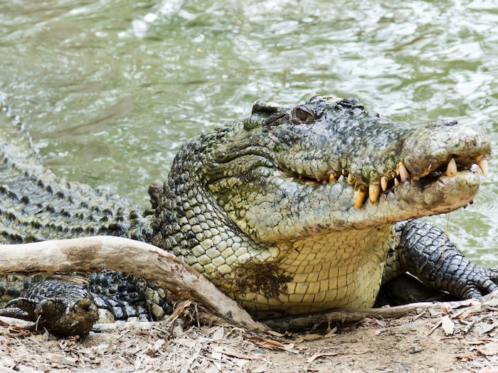 मगरमच्छ के विकास में कैसा असर हुआ था पर्यावरण के कारकों का - crocodile ...
