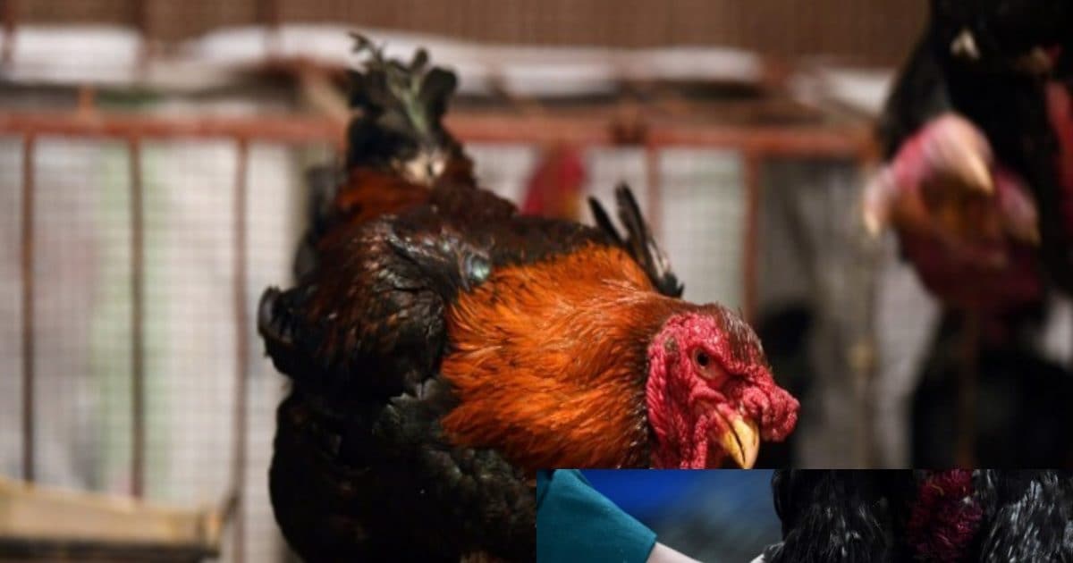 लाखों में होती है इस मुर्गे की कीमत, ब्यूटी कॉन्टेस्ट में लेता है ...