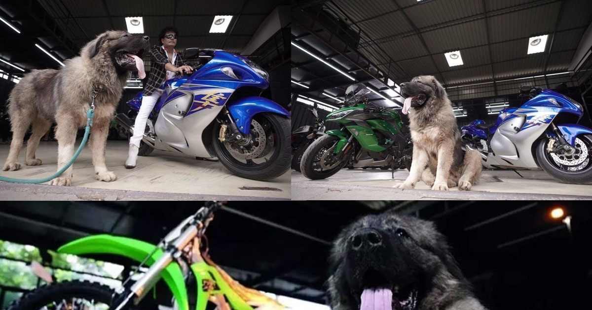 ये है भारत का सबसे महंगा कुत्ता, रोजाना खर्च इतना कि आपकी सैलरी भी पड़ ...