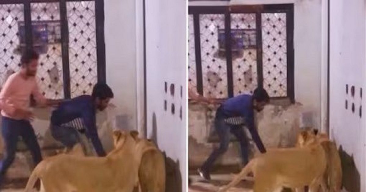 VIDEO- युवक पर अचानक 3 शेरनियों ने किया हमला, जान बचाने के लिए शख्स ने ...