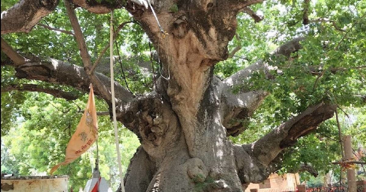 Barabanki News : साढ़े पांच हजार साल पुराना है बाराबंकी का परिजात वृक्ष ...