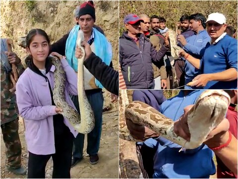 VIDEO: हमीरपुर में एक ही जगह पर मिले 3 बड़े अजगर, स्नैकमैन ने पकड़े, 20 दिन से दहशत में थे लोग ...