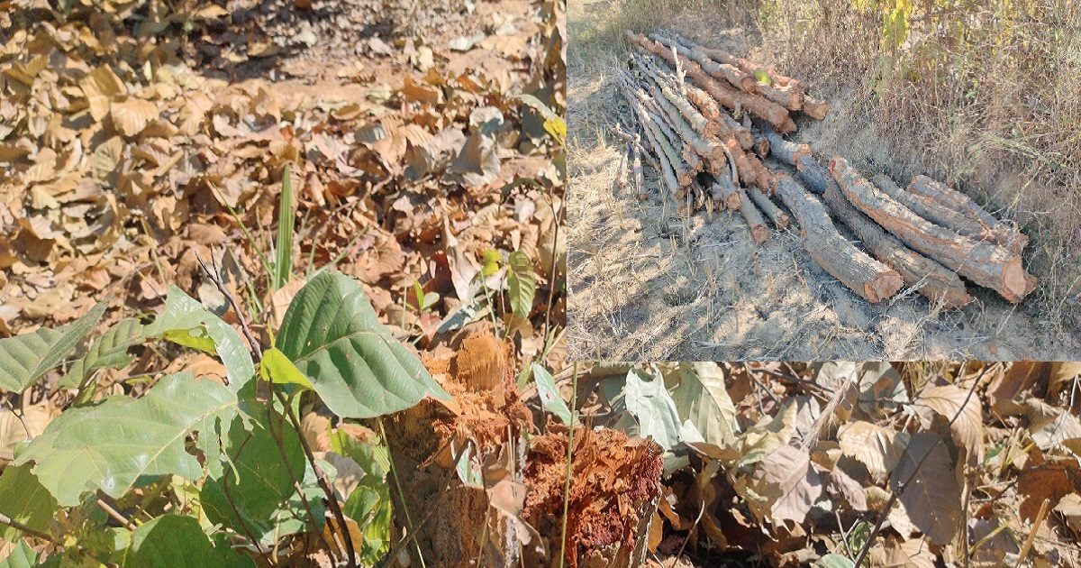सिमडेगा के जंगलों में 'पुष्पा राज'! 10 दिनों में 10 हजार पेड़ काट ले गए ...