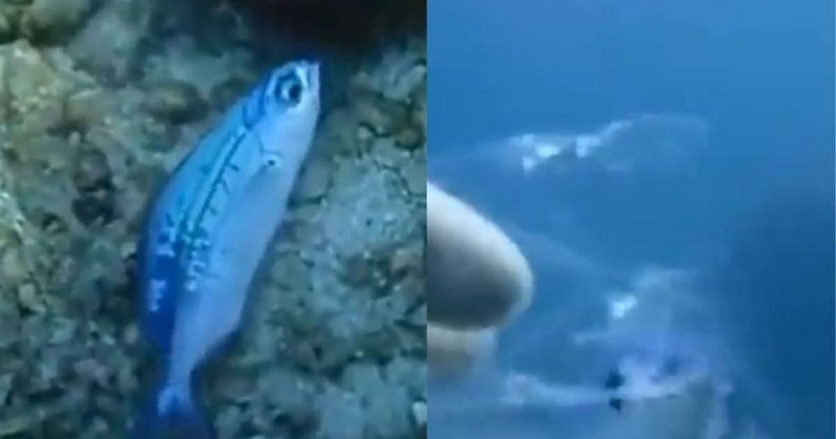 Viral Video: प्लास्टिक की थैली में फंसी मछली, समुद्र के तल पर छटपटाती ...