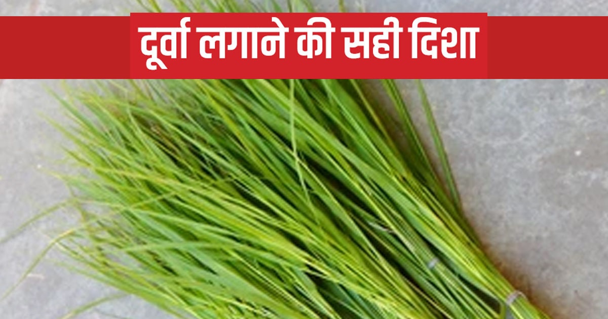 आंतरिक कलह दूर करने के लिए घर की इस दिशा में लगाएं दूर्वा, आर्थिक ...