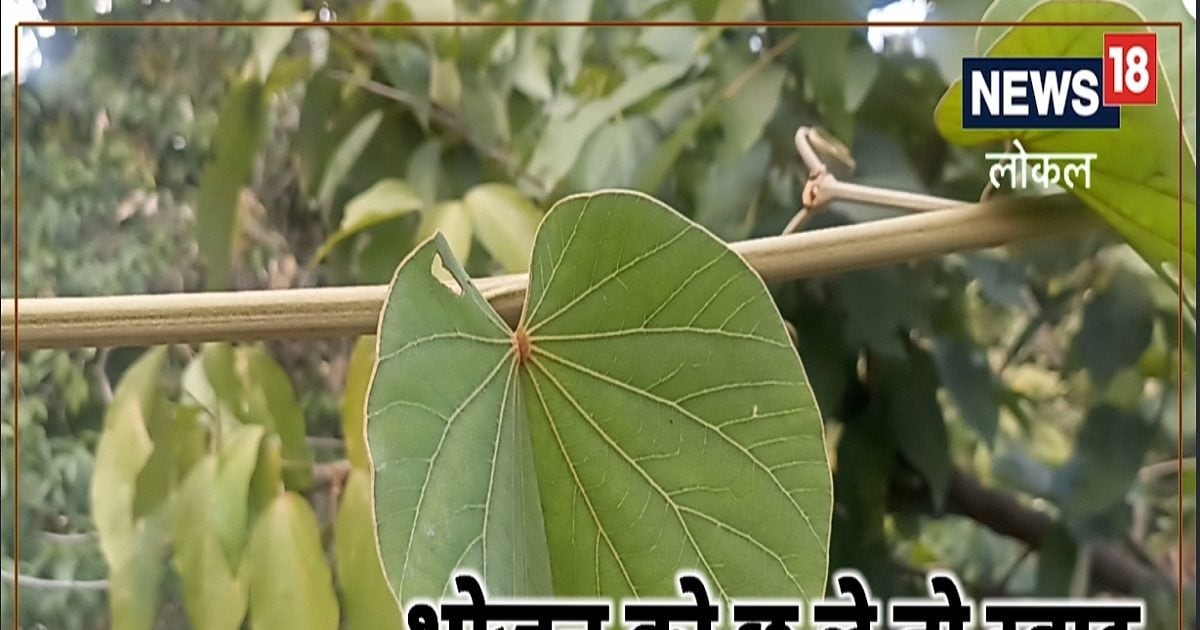 Haldwani News: भोजन को छू ले तो स्वाद बढ़ा देता है यह खास पत्ता, बन ...