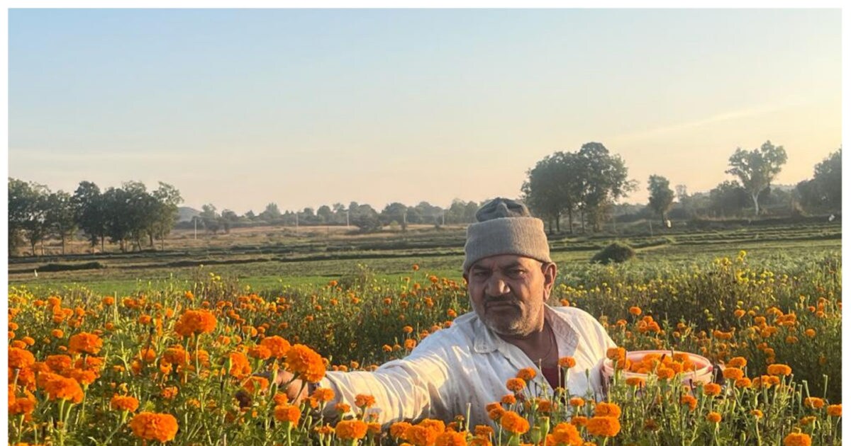 Marigold Farming: डूंगरपुर में पारंपरिक खेती छोड़ अब फूल की खेती से कमा ...