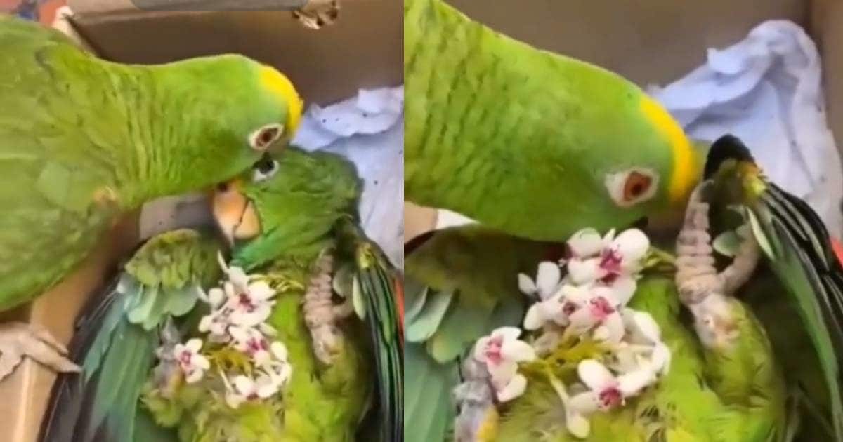 साथी की हुई मौत तो तोते ने कुछ यूं दी विदाई, Viral Video देख आ जाएंगे ...