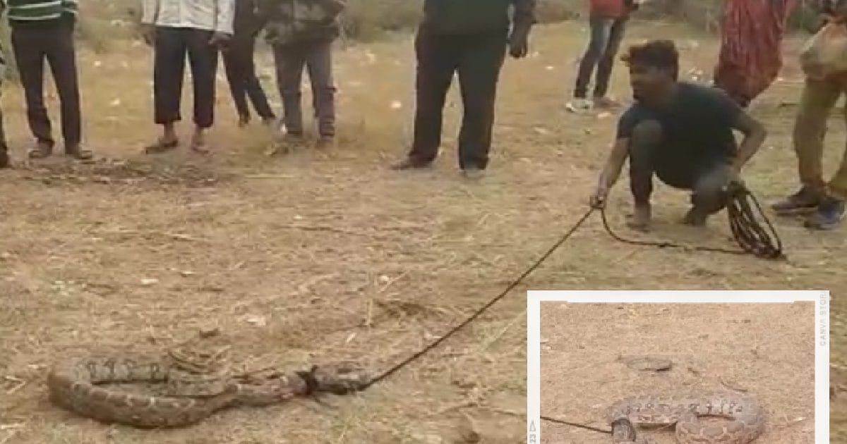 Viral Video: गांव में दिखा 8 फीट लंबा अजगर तो लोगों ने रस्सी से बांधकर ...