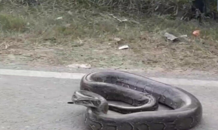 Python Video Siwan: सीवान में सड़क किनारे एक घंटा धूप सेंकता रहा 15 फीट ... Python Video Siwan: सीवान में सड़क किनारे एक घंटा धूप सेंकता रहा 15 फीट ...