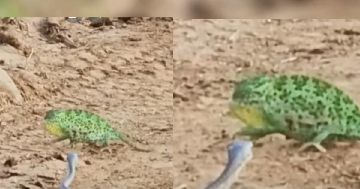 गिरगिट को निगलने दौड़ा सांप, फिर 'कलाकारी' देखकर हो गया कनफ्यूज़, बेहद ...