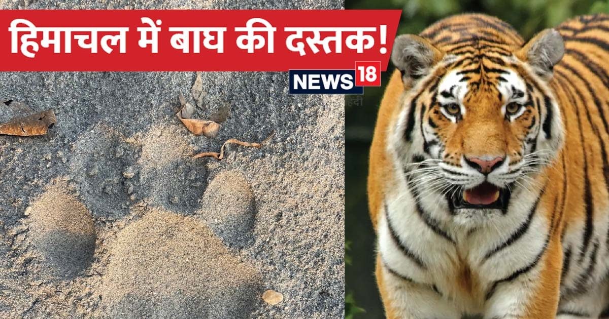 हिमाचल में बाघ की दस्तक, सिंबलबाडा नेशनल पार्क के पास मिले पैरों के ...