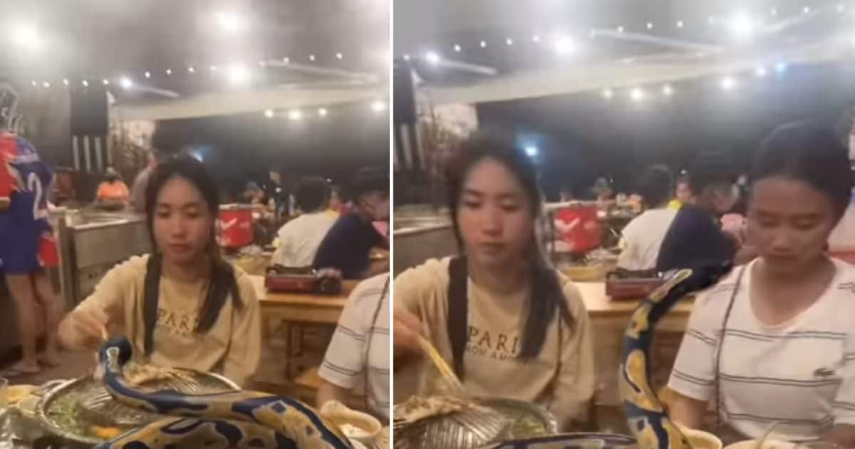 Viral Video: अजगर को डाइनिंग टेबल पर बैठाकर खाना खाती दिखी महिला, उड़ ...