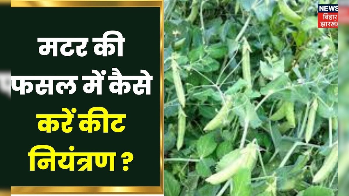 Annadata : मटर की फसल में कैसे करें कीट नियंत्रण | Matar Ki Kheti ...