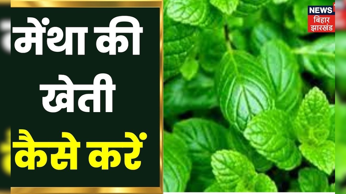 Annadata : मेंथा की खेती कर करें लाखों की कमाई। Peppermint Farming ...