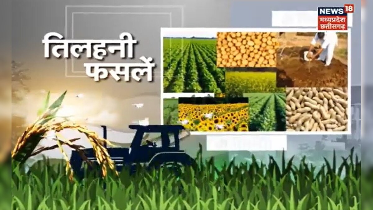 Annadata : तिलहनी की फसलों की कैसे करें खेती, किन बातों का रखें ध्यान ...