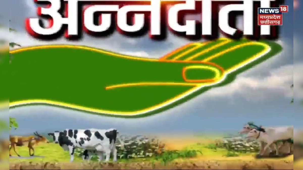 Annadata | लोबिया की खेती के लिए यह सबसे अच्छा समय है,जानिए कैसे करें ...