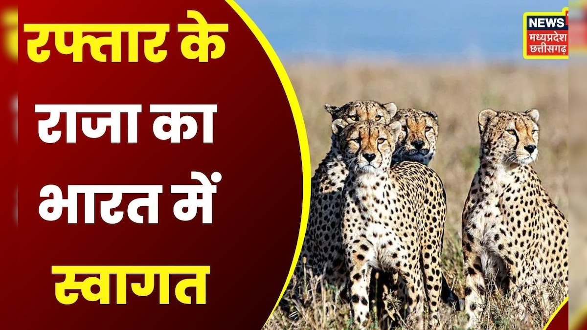 आज Kuno National Park आएंगे 12 चीते, Chitah Project | Latest News ...