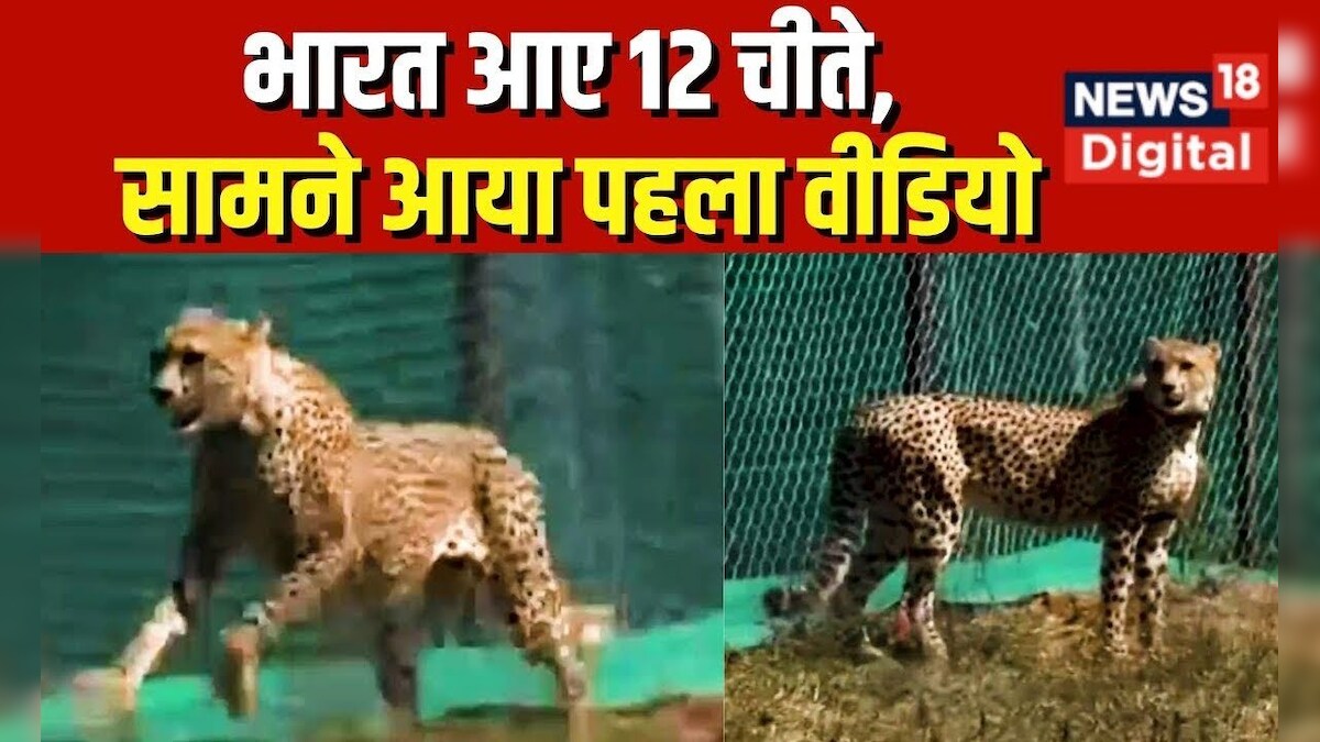 South Africa से India आए 12 चीता, देखिए चीतों की पहली झलक | Project ...