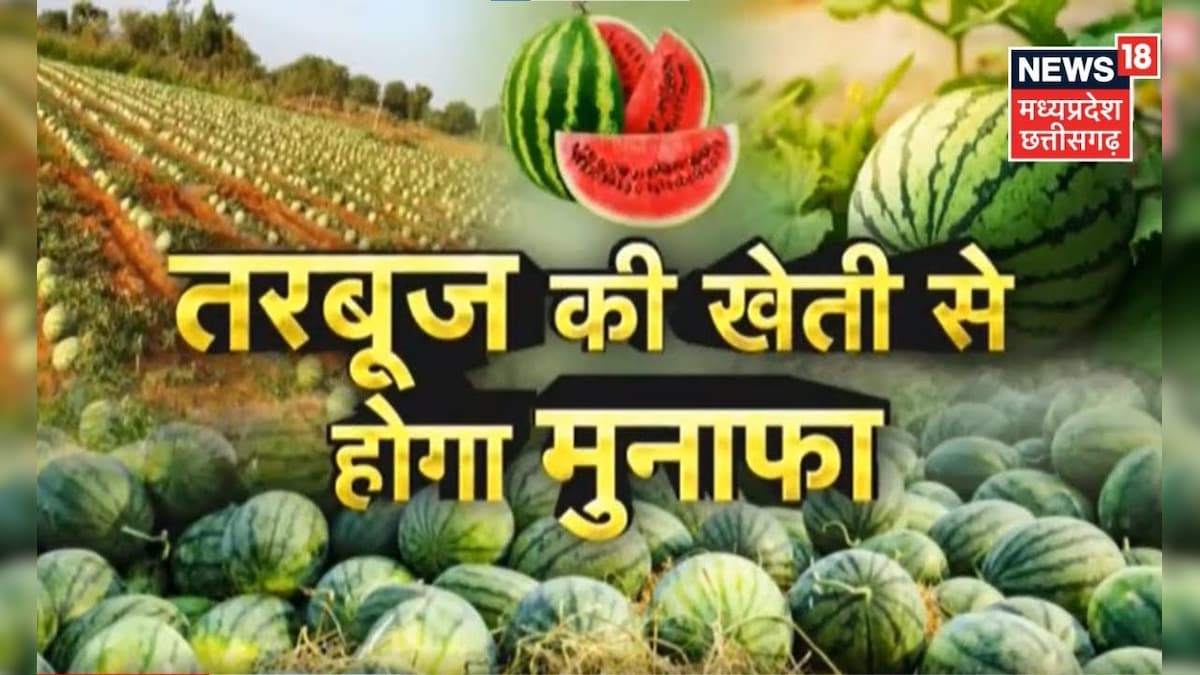 Annadata | Tarbooj की वैज्ञानिक तकनीक से बुवाई है जरूरी, इस तरह से करे ...