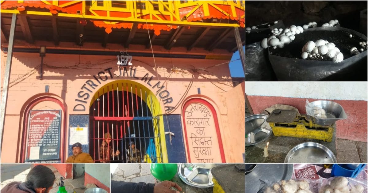 Almora news: जेल में कैदियों ने उगाए मशरूम, अब बाजार में बिक्री के लिए ...