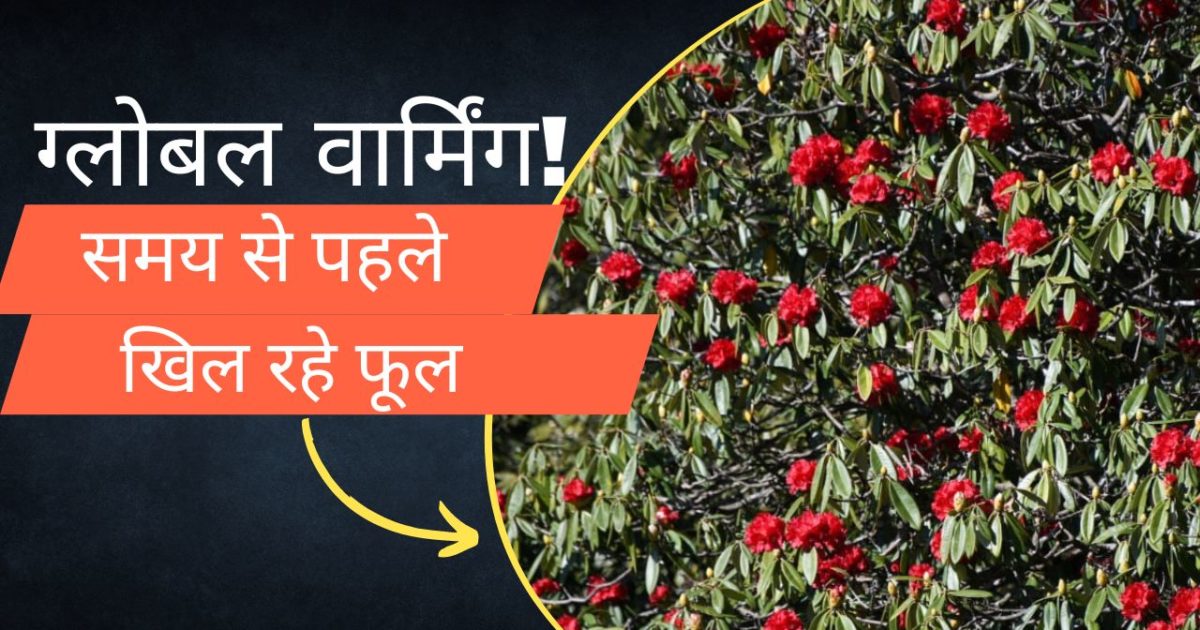 Global warming impact buransh flower blossoms before time in almora ...