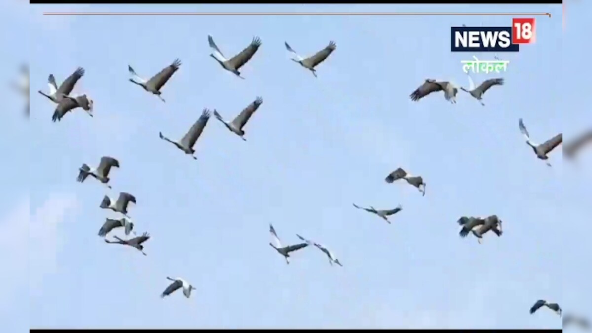 no avian influenza disease in Churu birds - Churu News: चुरू के ...