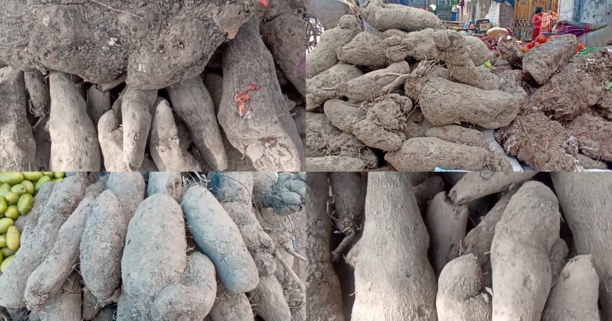 A vegetable that is offered to lord shiva only on the day of shivratri ...