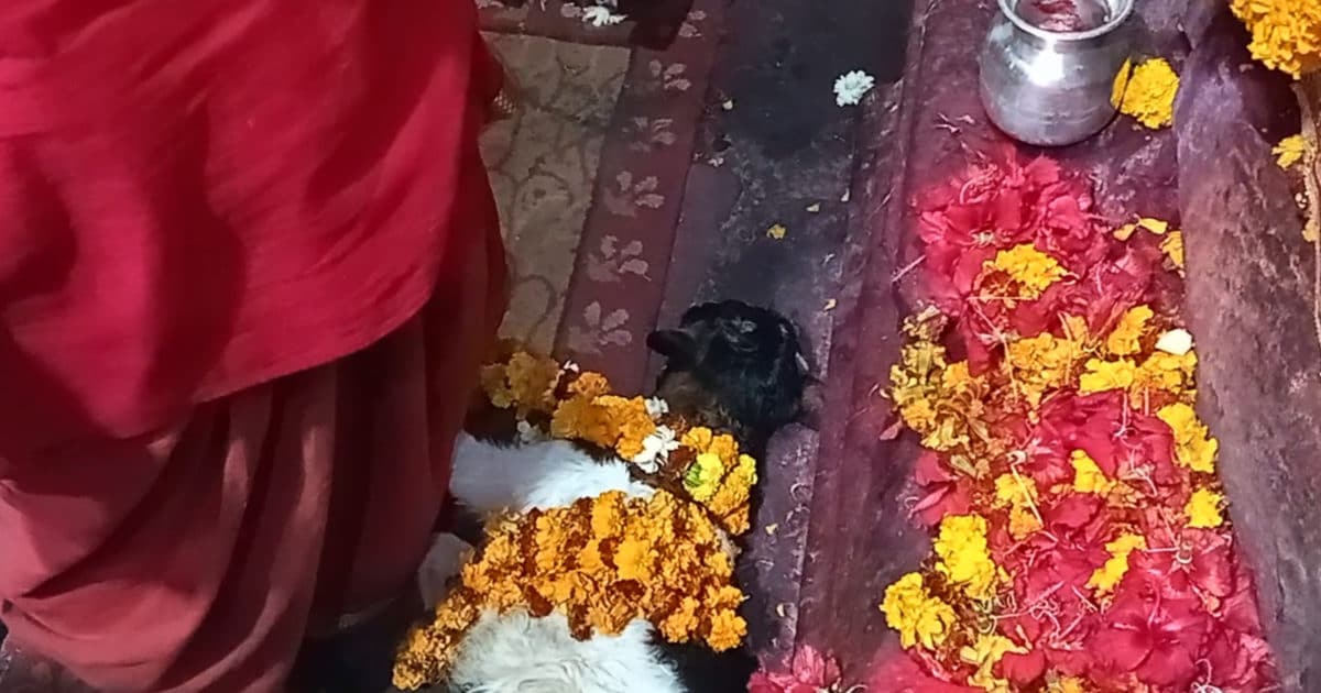 Know history of mundeshwari temple of kaimur blood does not fall on ...