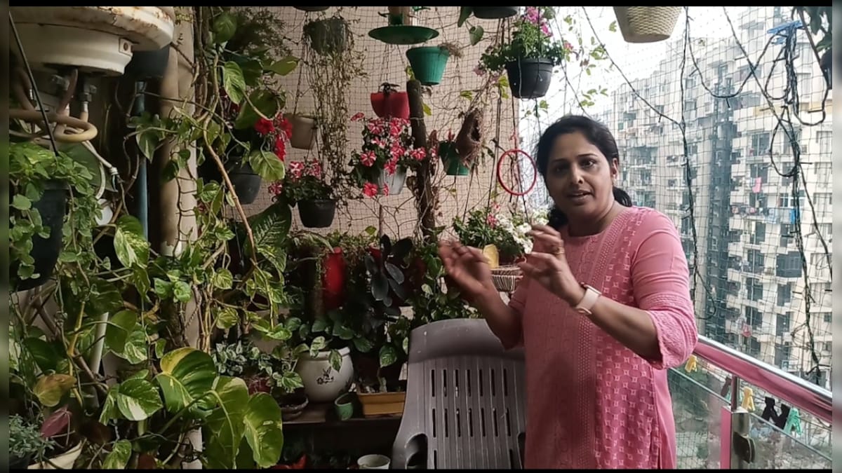 Green lady bobby yadav flat garden planted 300 plants in balcony ...