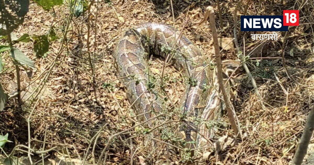 12 feet long python seen in varanasi village up forest department team ...