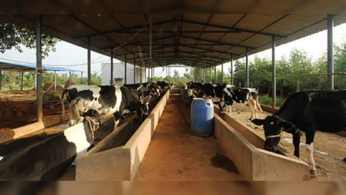 Cow rearing can make you rich - West champaran : गोपालन आपको बना सकता ...