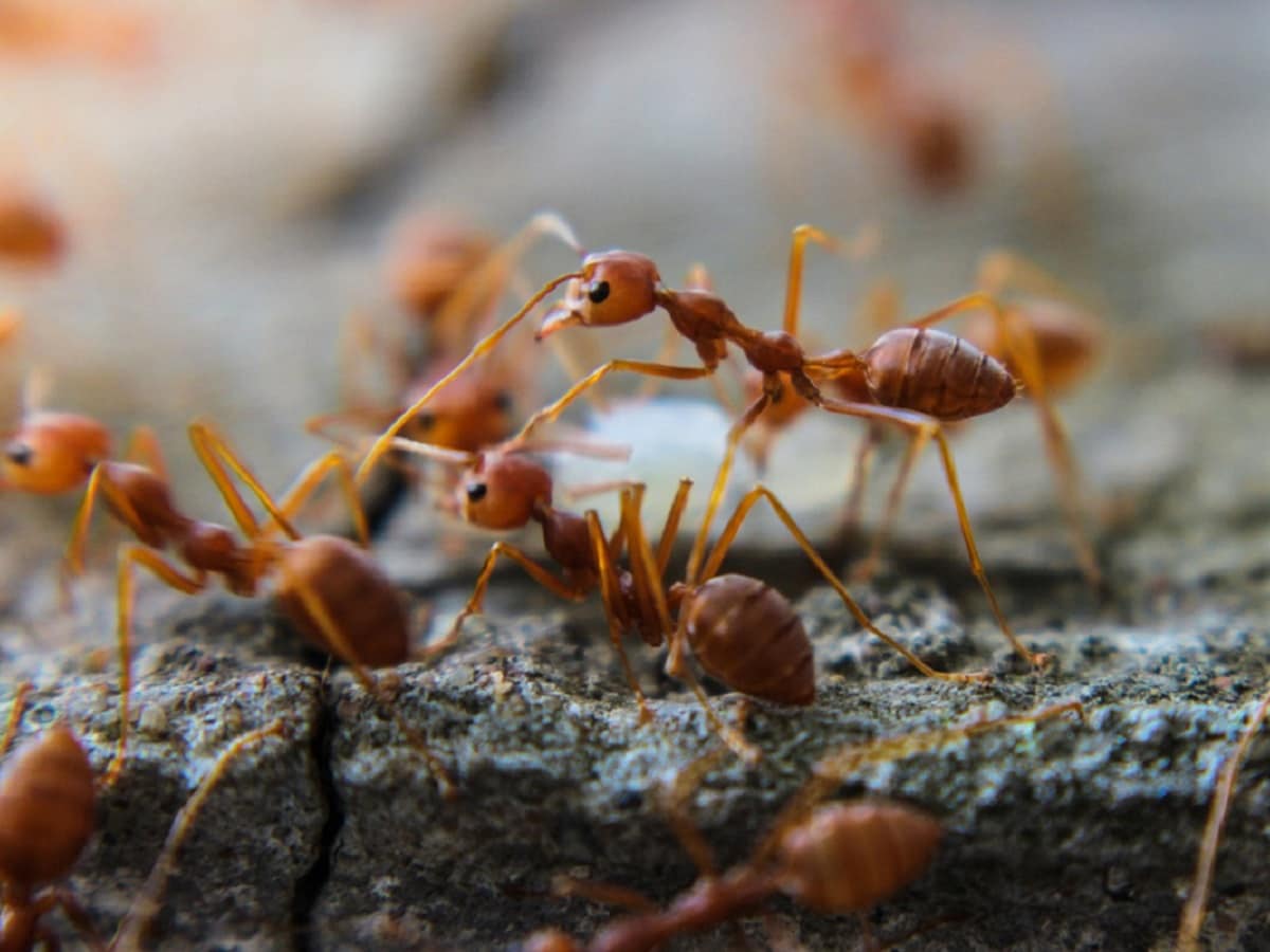 Ants can help humans to solve problems of traffic jams know how ...