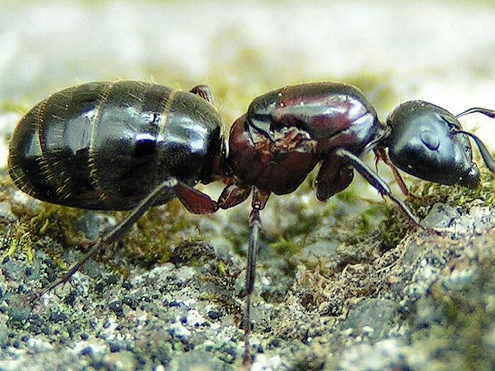 रानी चींटी के पास है बढ़ती उम्र को धीमी करने का राज! - ant queens have ...