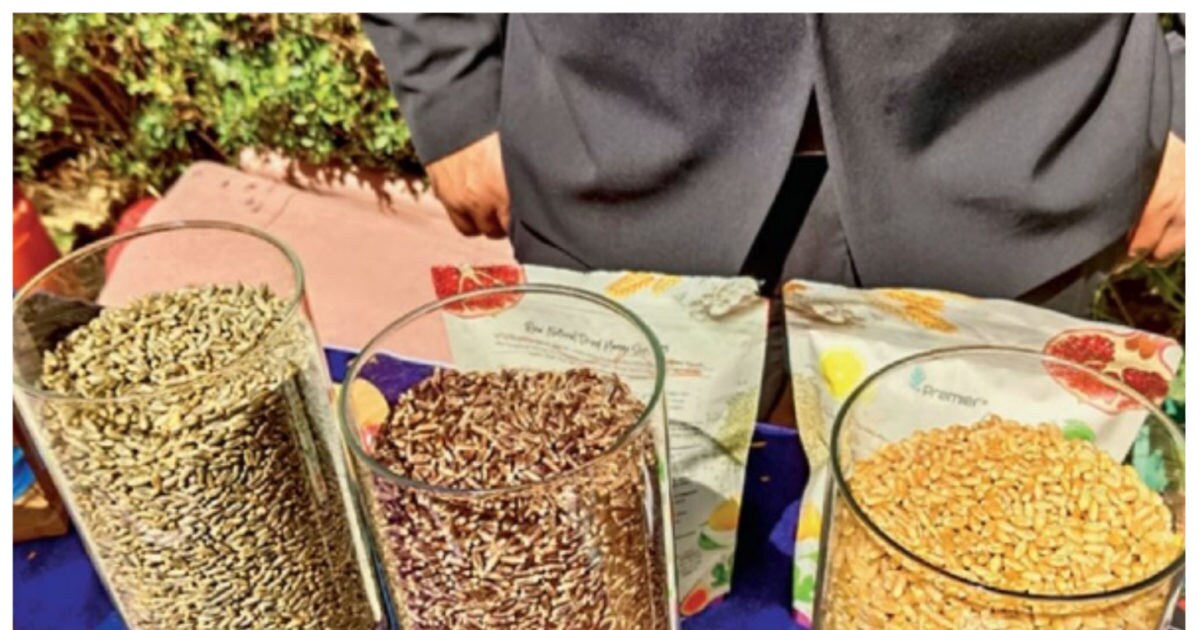 Madhya pradesh blue wheat health promoting grains with increased ...