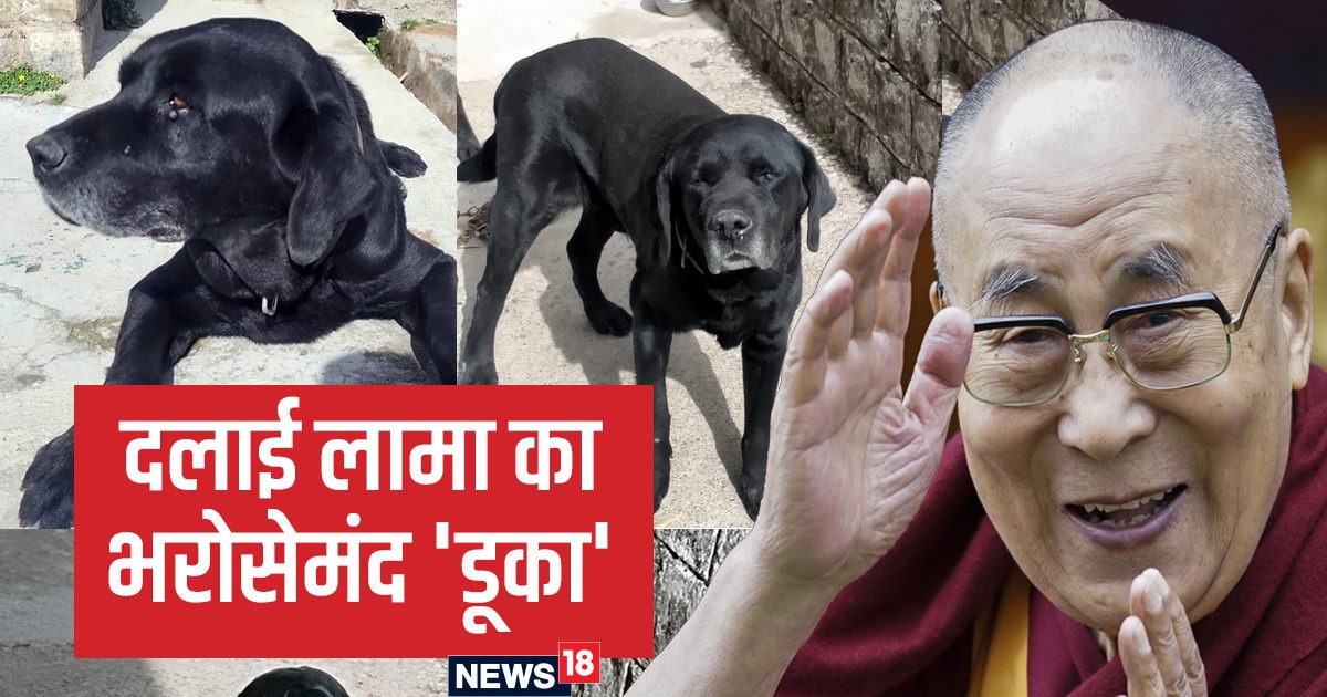 Religious guru dalai lama security dog duka retires auctioned by ...