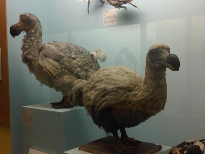 Dodo bird can be brought back from extinction is it possible - क्या फिर ...