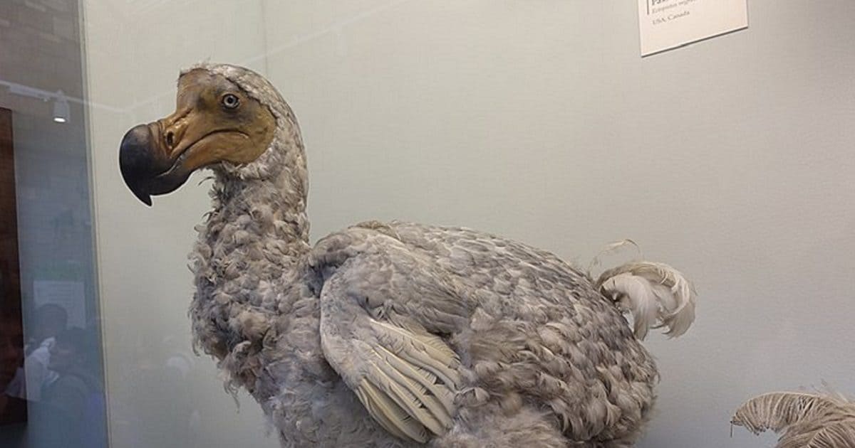 Dodo bird can be brought back from extinction is it possible - क्या फिर ...
