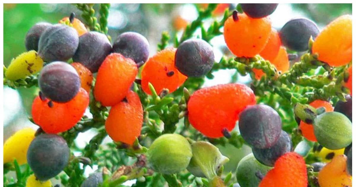 Fruit salad tree 8 different fruits at the same tree where is this rare ...