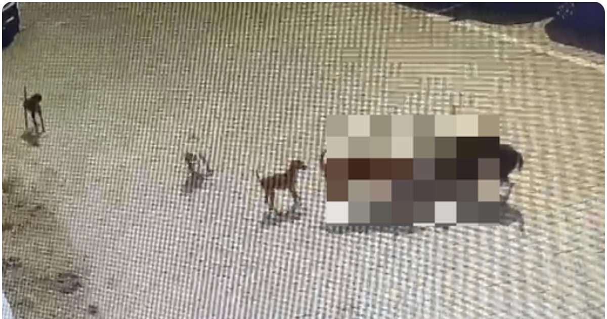 Hyderabad street dogs attack 5 year old child died - Hyderabad: आवारा ...