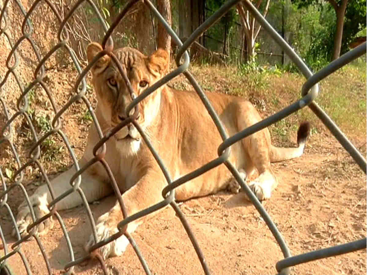 Wild life jaipur lioness suhasini and udaipur lion ali to be meet in ...
