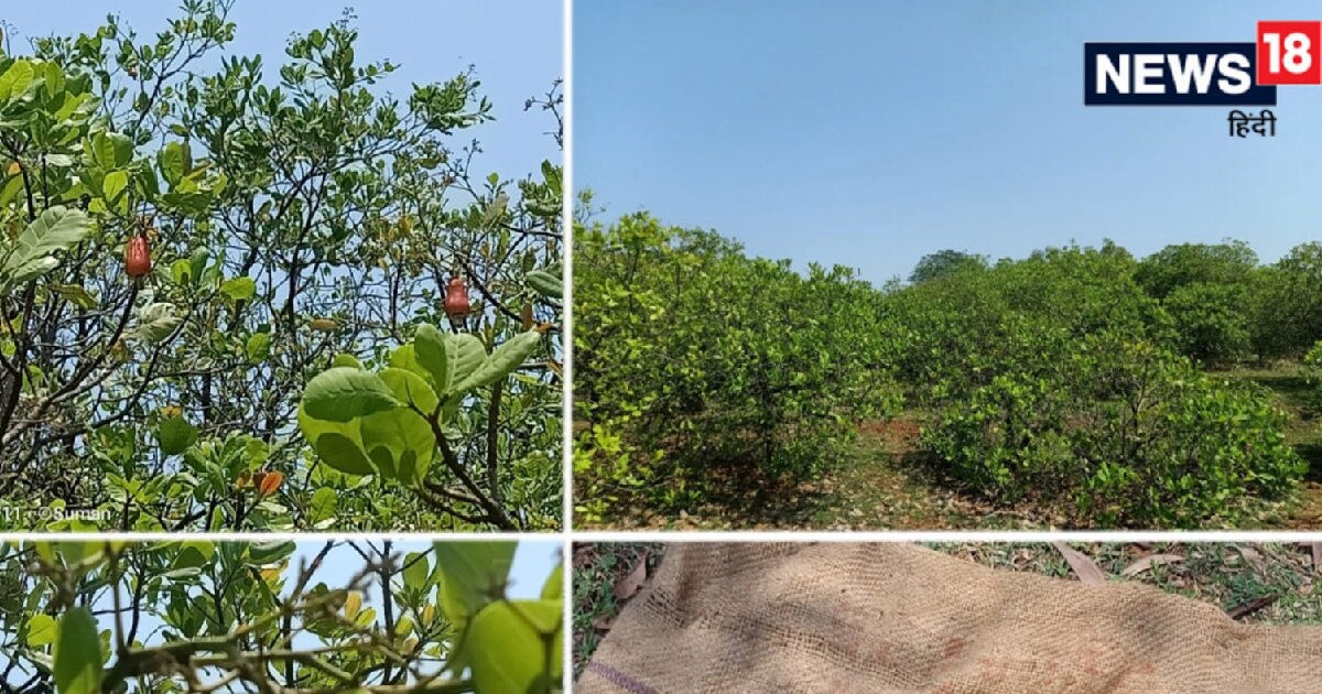 Cashews are available at price of potatoes and onions in Jamtara ...