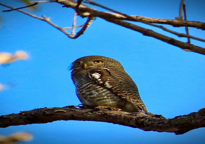 Birds survey in kanha national park of madhya pradesh found 290 species ...