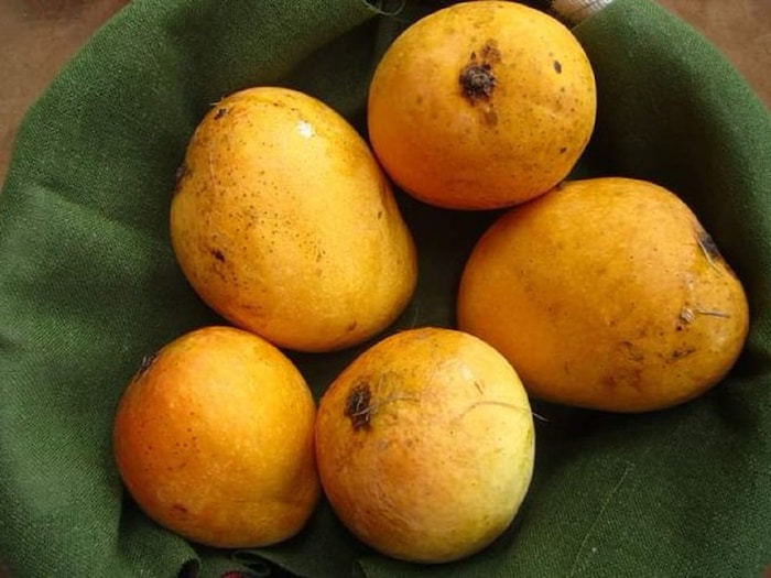 It is mango but very special mancurad mango sold at rs 6000 a dozen in ...