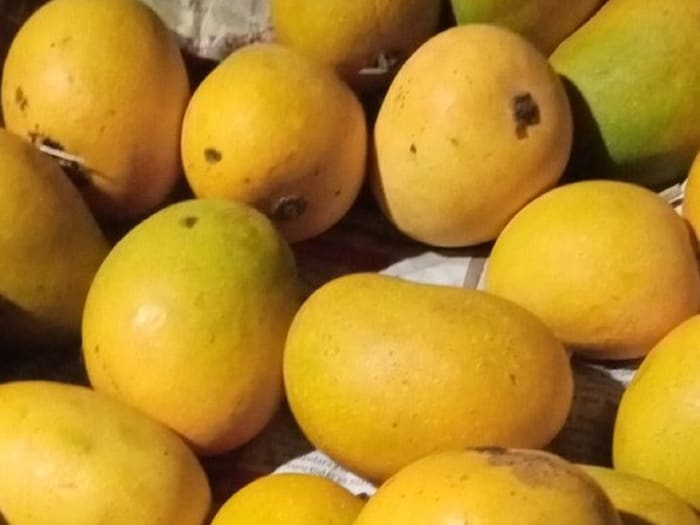 It is mango but very special mancurad mango sold at rs 6000 a dozen in ...